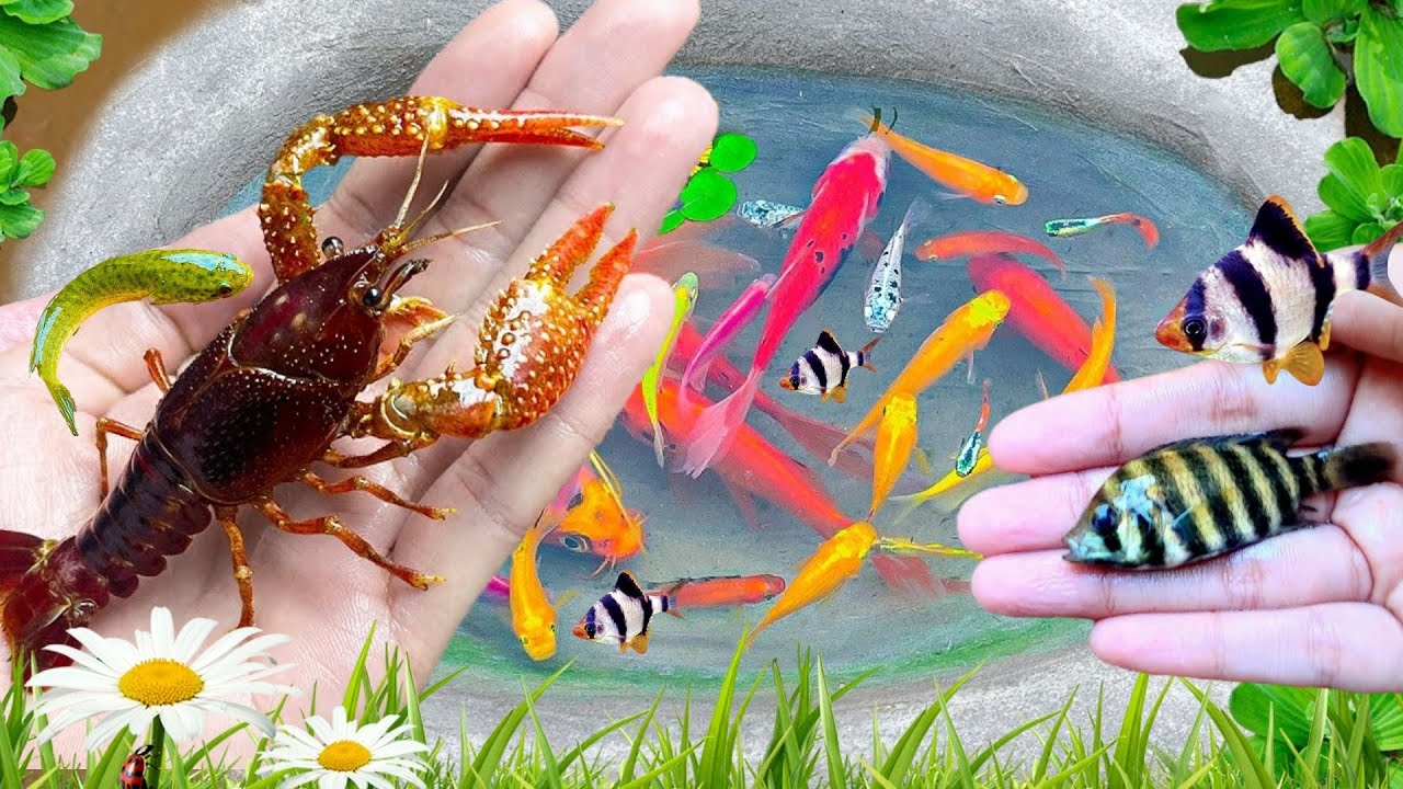 Amazing Video Of Catching Fish In Tiny Lake, Colorful fish, Betta Fish ...