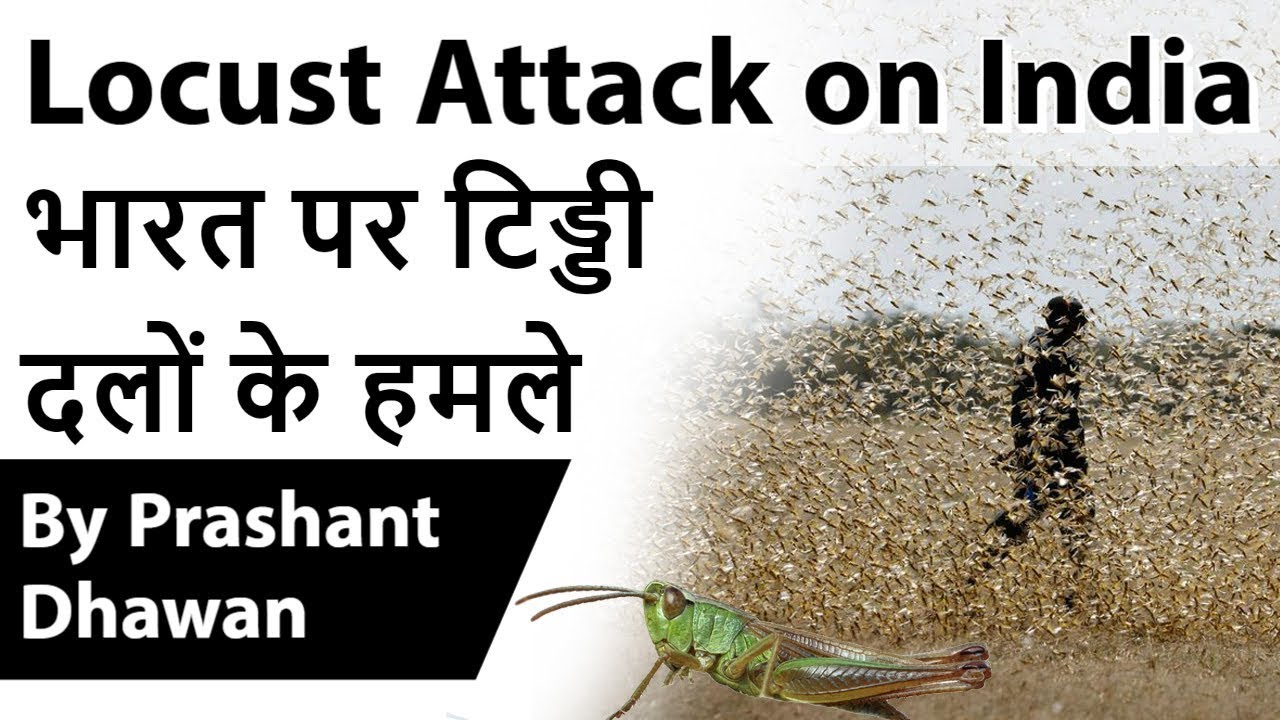 Locust Attack on India Worst in 30 years भारत पर टिड्डी दलों के हमले ...