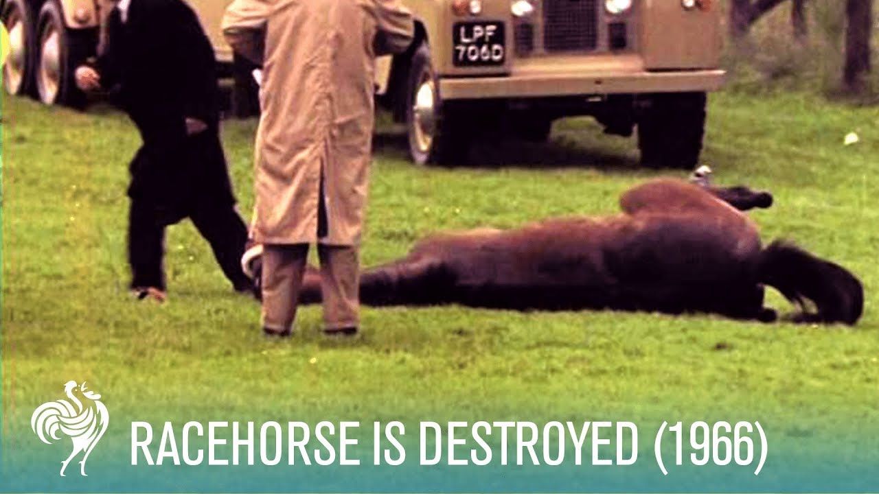 Racehorse Destroyed After Injury (1966) | British Pathé - YouTube