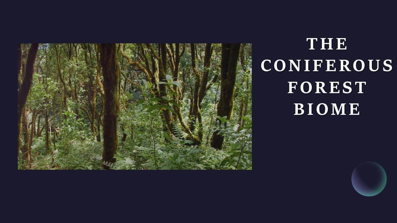 Exploring the Mysteries of North America's Coniferous Forests [8 of 9 ...