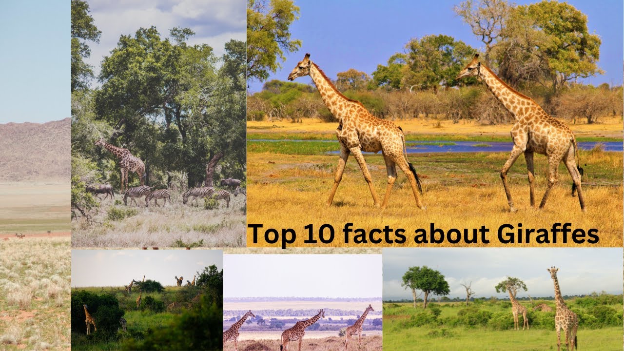 Top 10 facts about Giraffes in Africa and whole world. #wildlife # ...