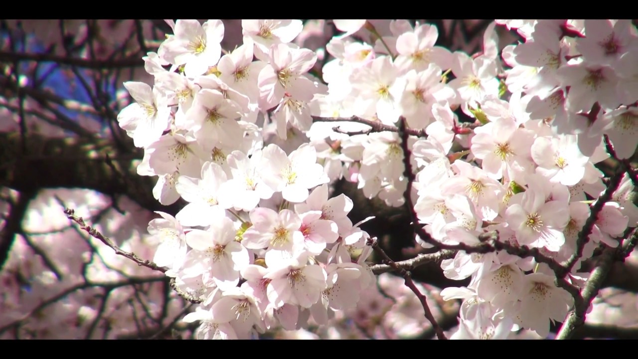 New Zealand Christchurch “ Hagley Park Cherry Blossoms 2018” - YouTube