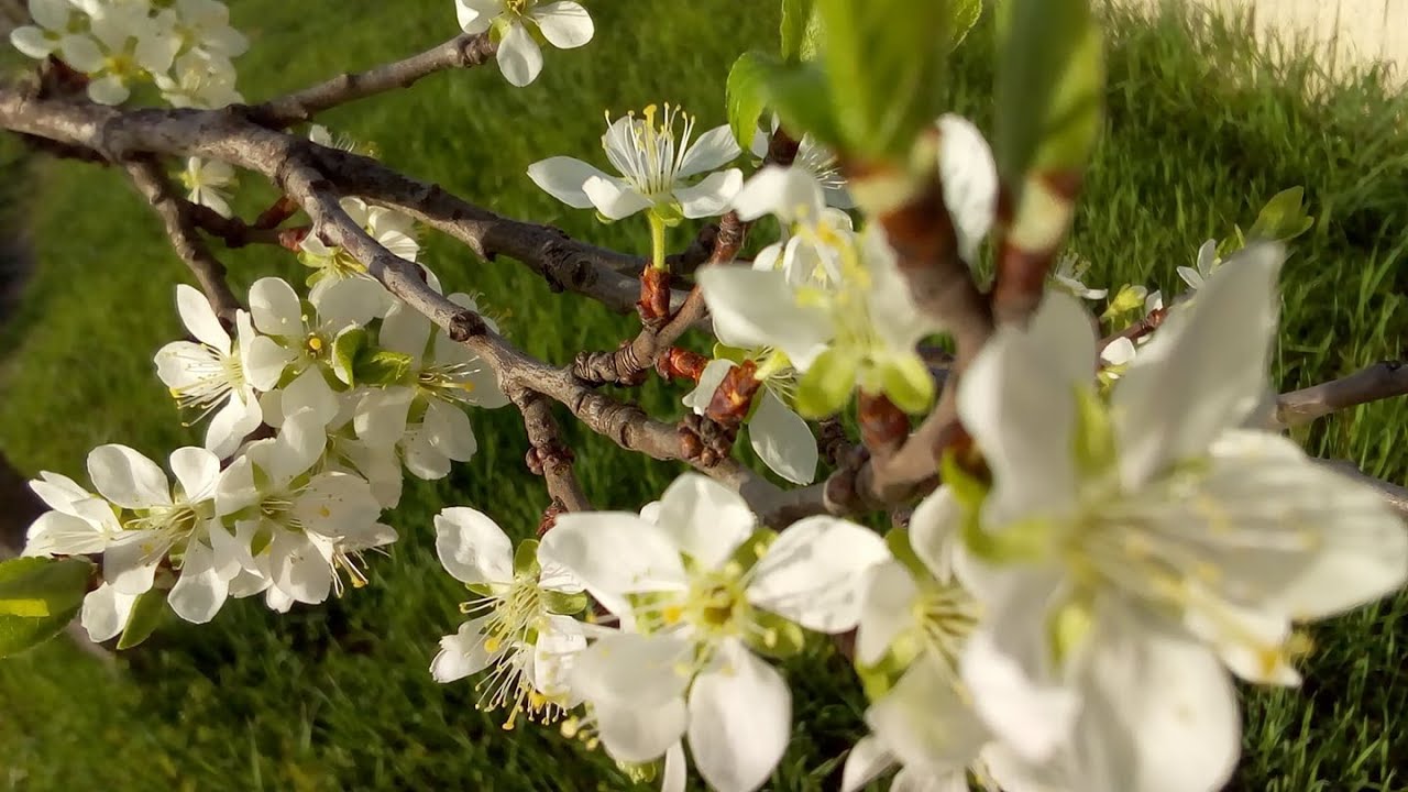 Floare Alba De Iubire, Daniel Avram,Pavel Corutz - YouTube