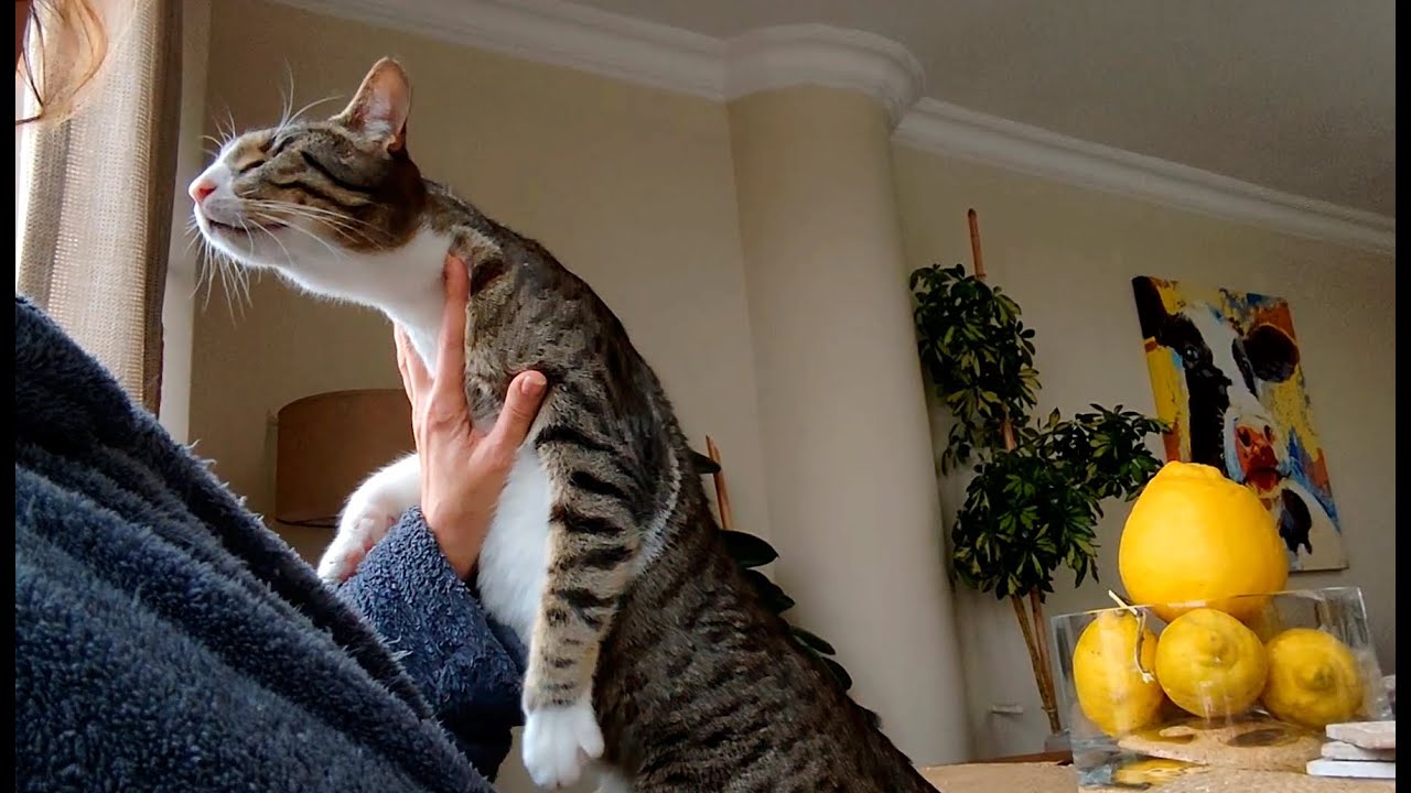 My Cats and their strange Addiction - Ear Obsession - YouTube