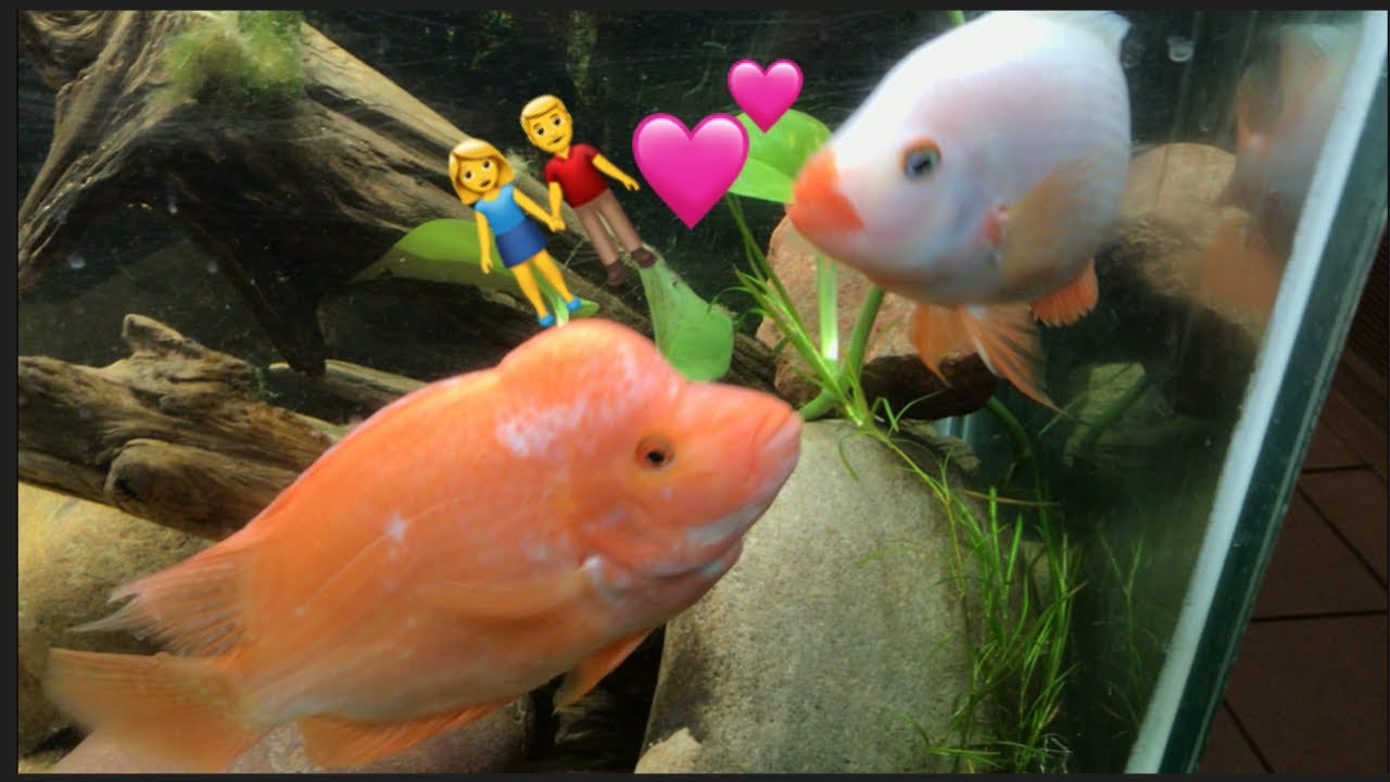 Red devils breeding - YouTube