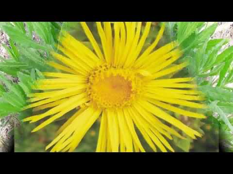 Yapışkan Andız Otu Kanser Otu Faydaları Özellikleri