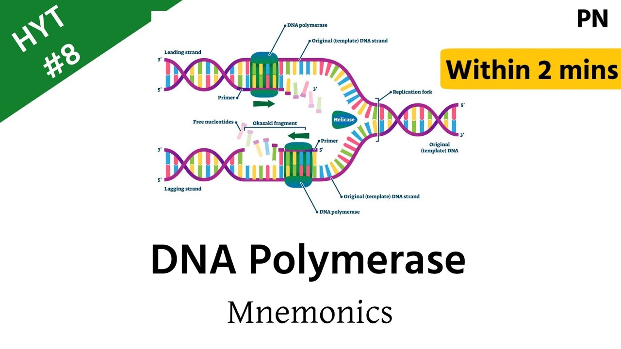 DNA Polymerase Mnemonics | Biochemistry | HYT #8 | NEETPG | INICET ...
