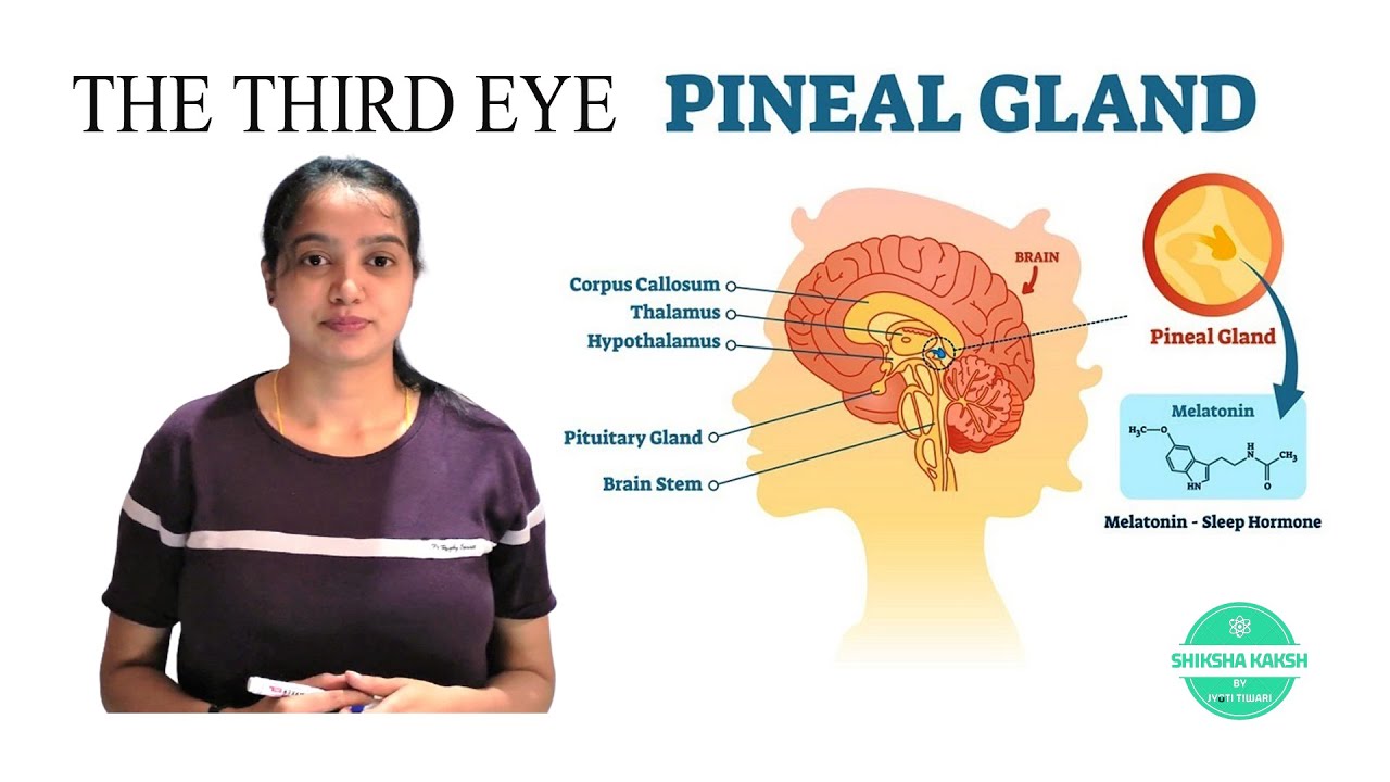 The Third Eye Pineal Gland - YouTube