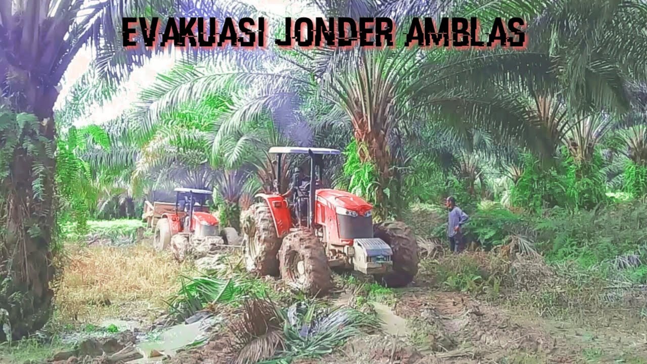 proses evakuasi jonder sawit//jonder amblas - YouTube