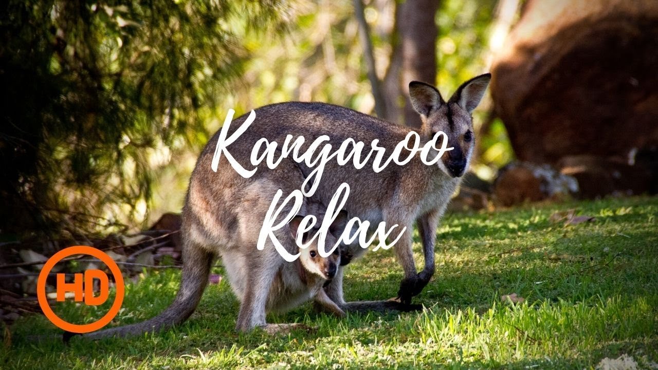 Relax Kangaroo / Sleep Music / Meditation / Relax / Sleep / Sounds ...