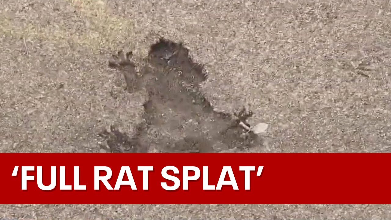 A Pilgrimage to the Chicago Rat Hole: Roscoe Village's can't-miss ...