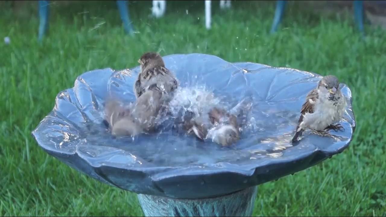 Sparrows Loving a Bath. 5 minutes of Sparrow Bath Time! - YouTube