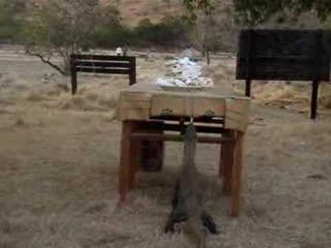 Komodo dragon drooling over sandwiches - YouTube