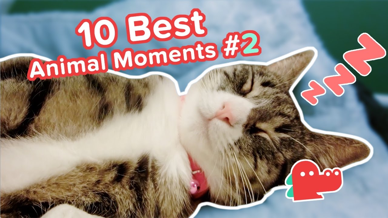 10 Best Animal Moments of the Day #2 - YouTube