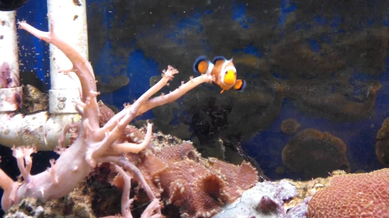 Aqua one ar850 all natural reef tank - YouTube