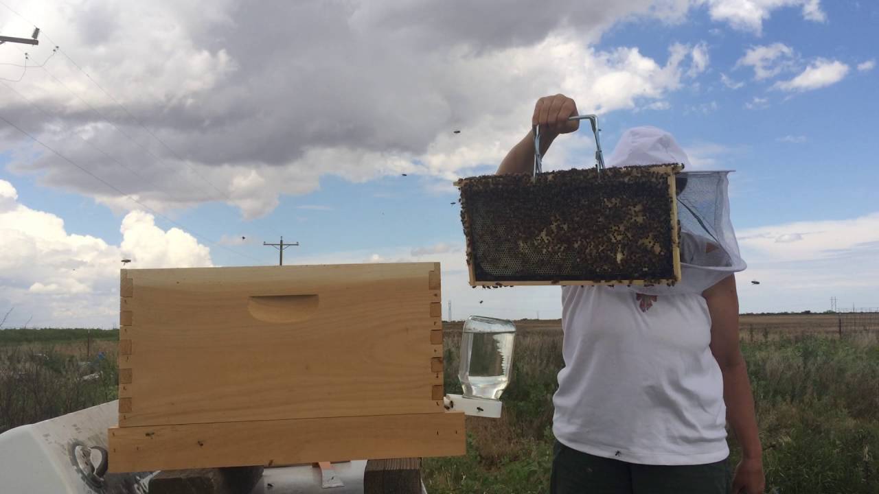 Bee Hive Check May 31, 2016 - YouTube