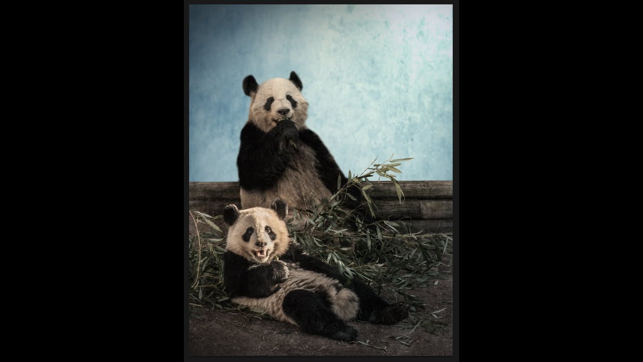 Photoshop Time Lapse - Pandas - YouTube