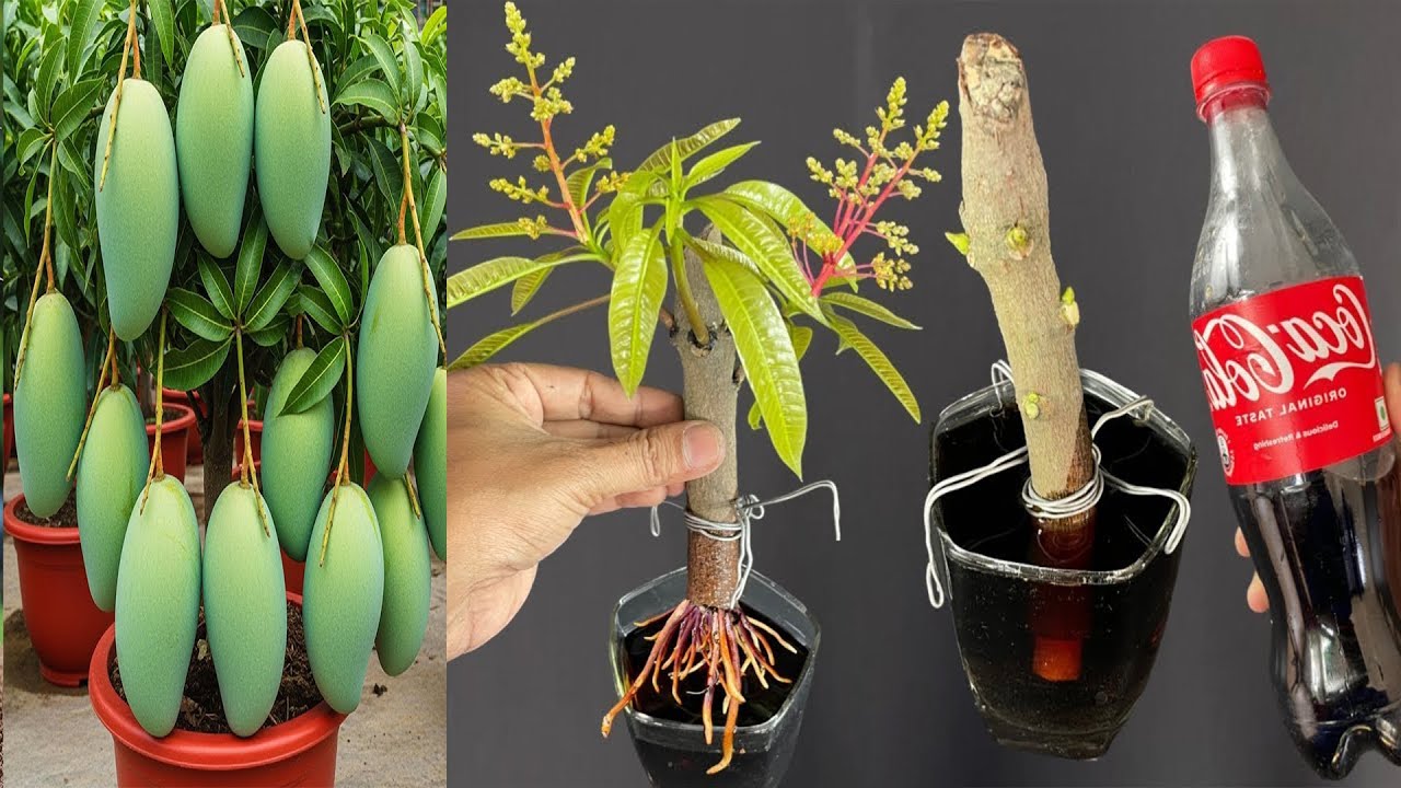 Summary of 3 super special and cost-saving mango breeding techniques ...