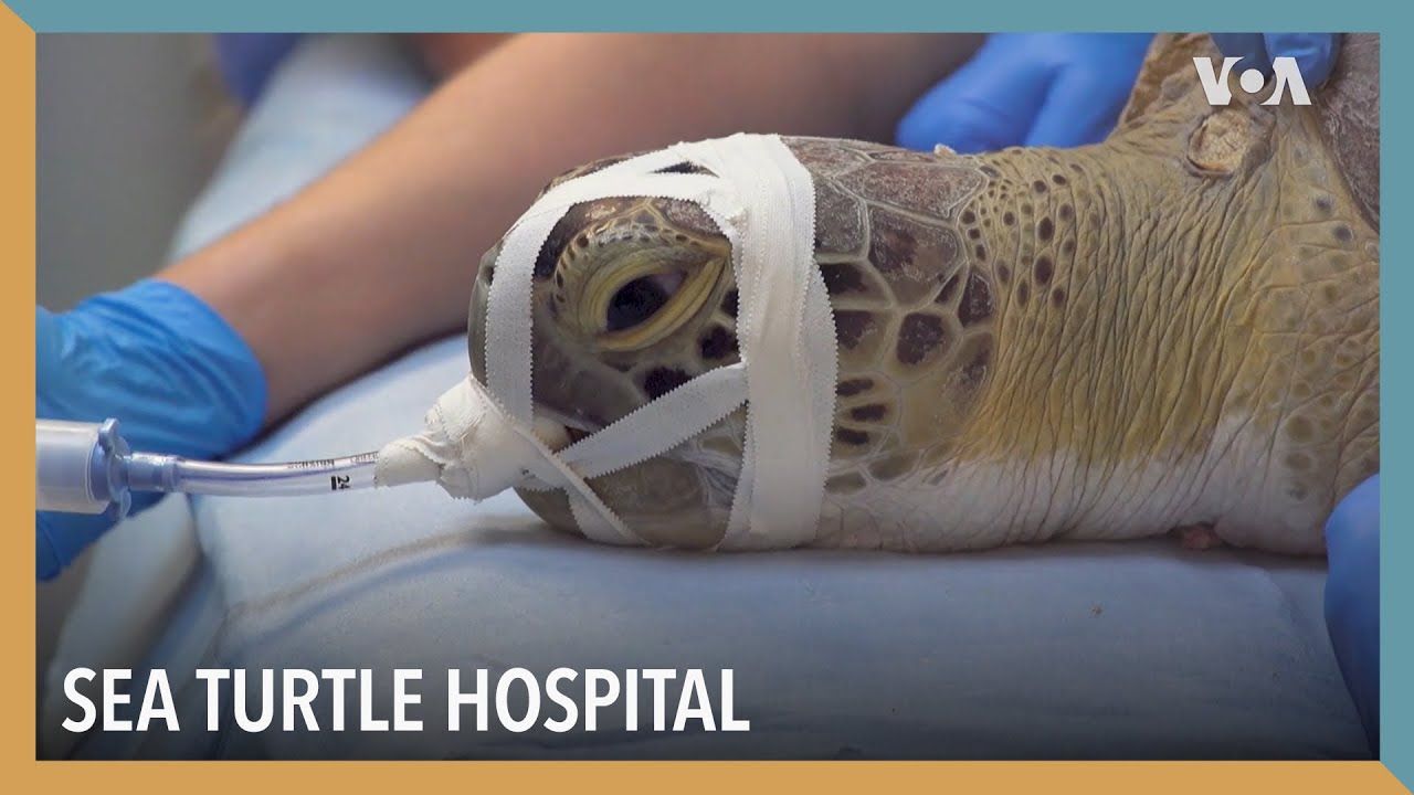 Sea Turtle Hospital | VOA Connect - YouTube