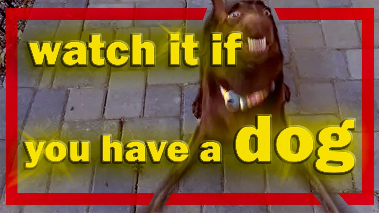 Funny Dog Memes | 5 min of BEST DOG MEMES - YouTube