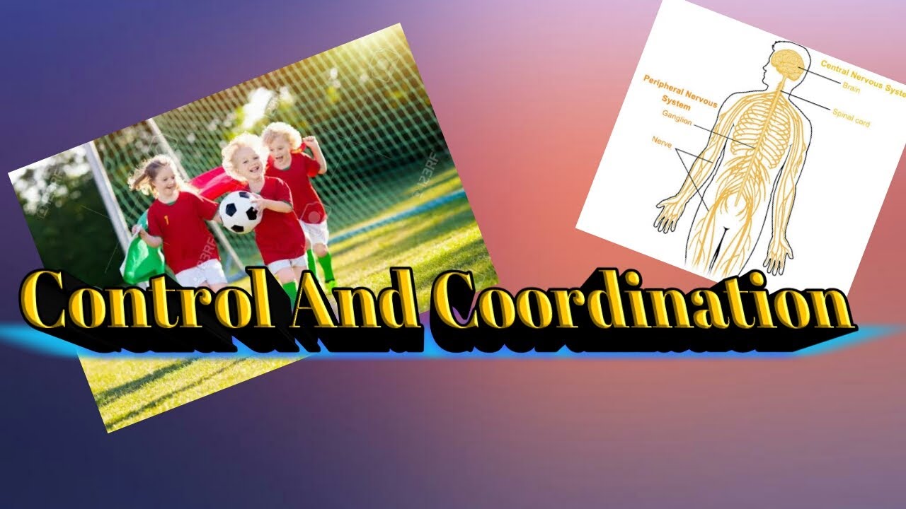 Control And Coordination |Class 10th | Part 2| Full Explained| - YouTube
