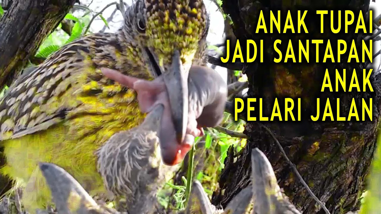 Greater Roadrunner, Extreme Feeding Babies Bird #roadrunner #wildbirds ...