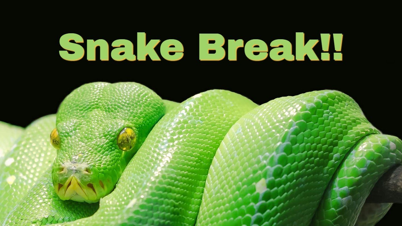 Snake Break #279 2022 Bowman Chrome Hobby Box! - YouTube