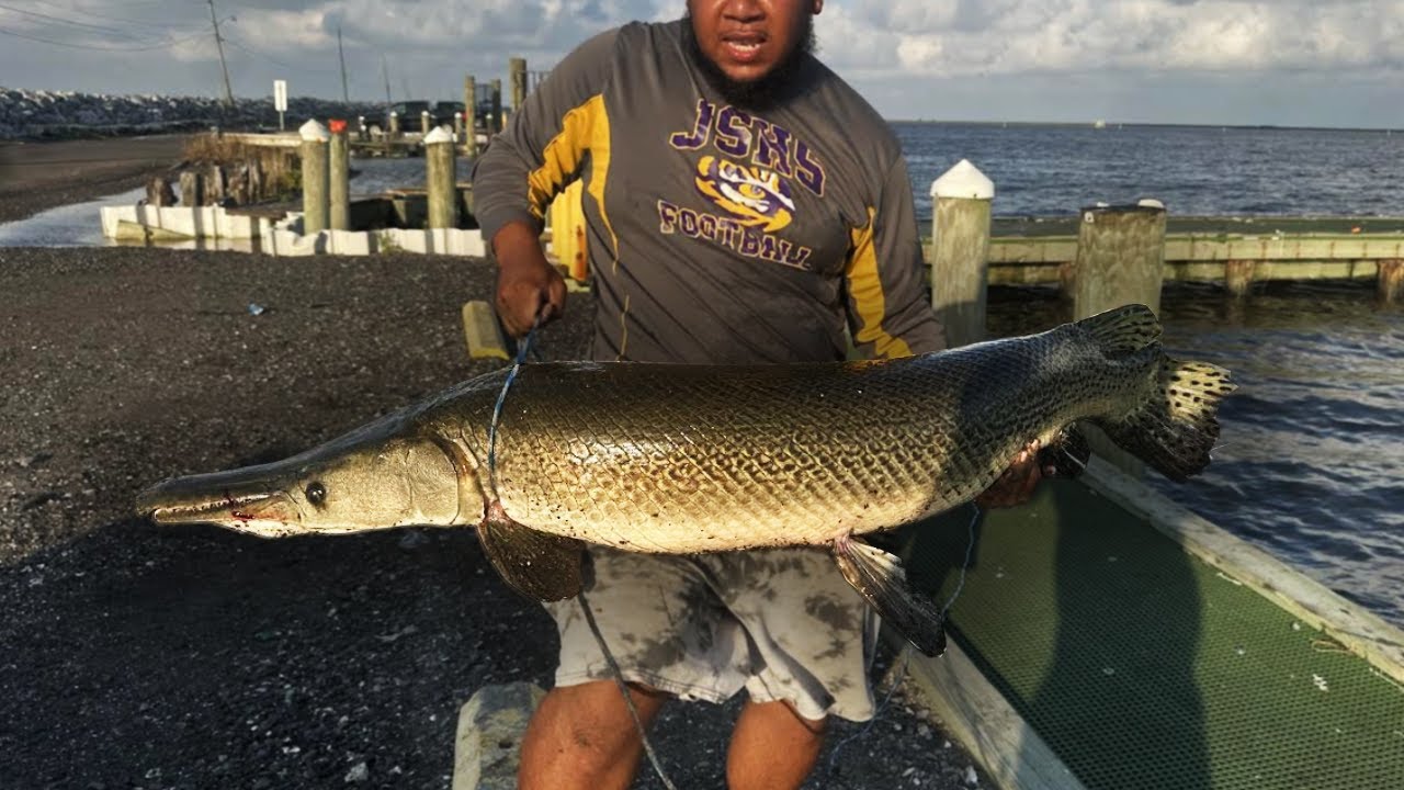 Catching Monster Alligator Gar In Marsh Reservation - YouTube
