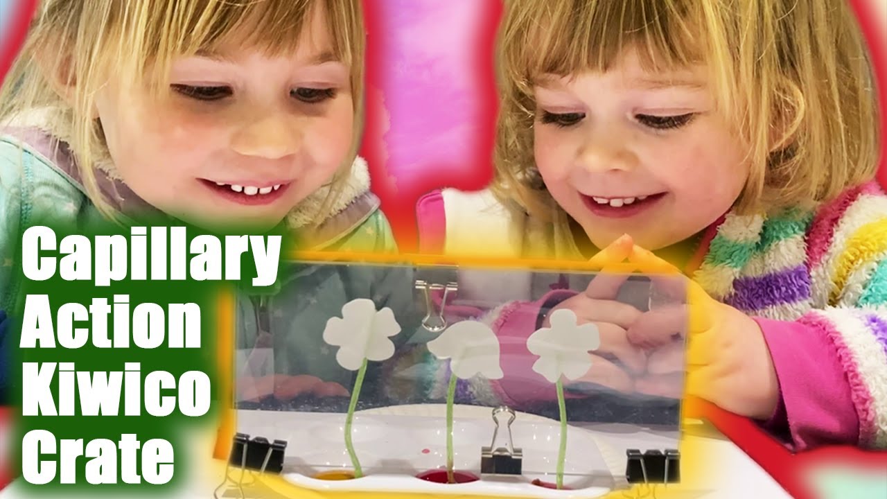 Kiwico's Capillary Action Crate | Home Education UK - YouTube