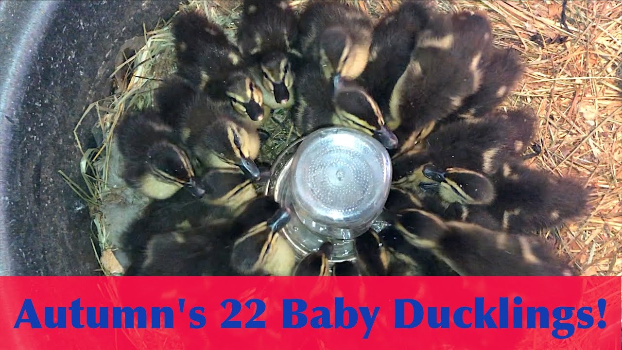 Autumn's Breeding Pair Of Rouen Duck Has 22 New Baby Rouen Ducklings ...