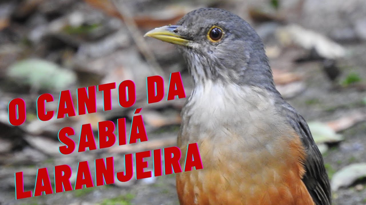 O Canto Da Sabiá Verdadeira - FDPLEARN