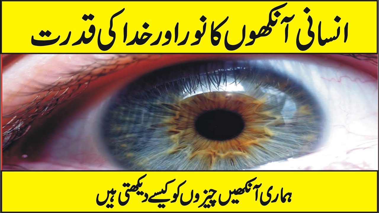 How The Eye Works And How Do We See In Urdu Hindi YouTube how-the-eye-works-and-how-do-we-see-in-urdu-hindi-youtube