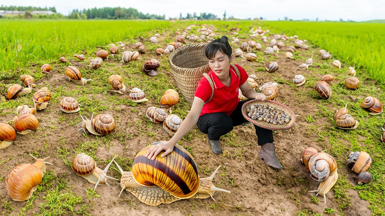 Process of Making dishes from GOLDEN SNAIL - Harvesting golden snail ...