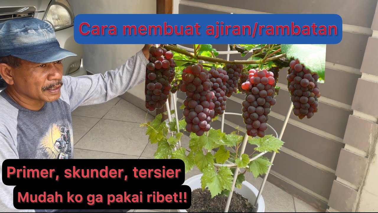 Cara membuat rambatan anggur-primer, skunder, tersier||modal dikit ...