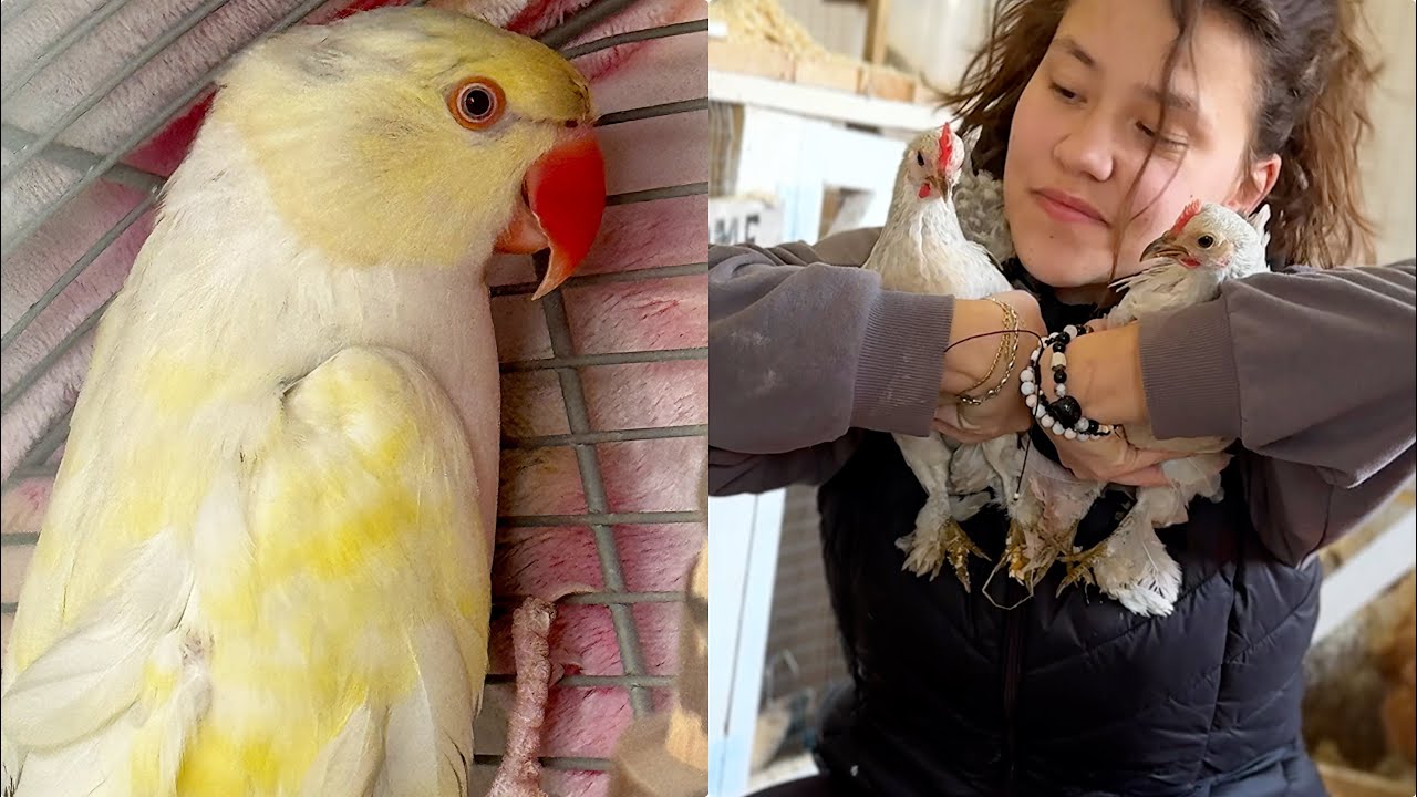 Trading a Cage for a New Parrot! 🦜 Raising Chickens on Bosnian ...