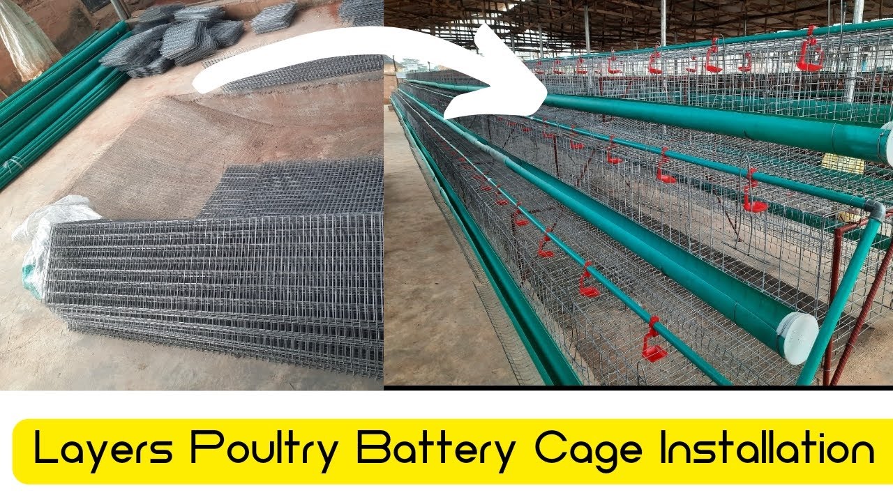 How To Install Battery Cage For Poultry Birds:Why Battery Cage is ...
