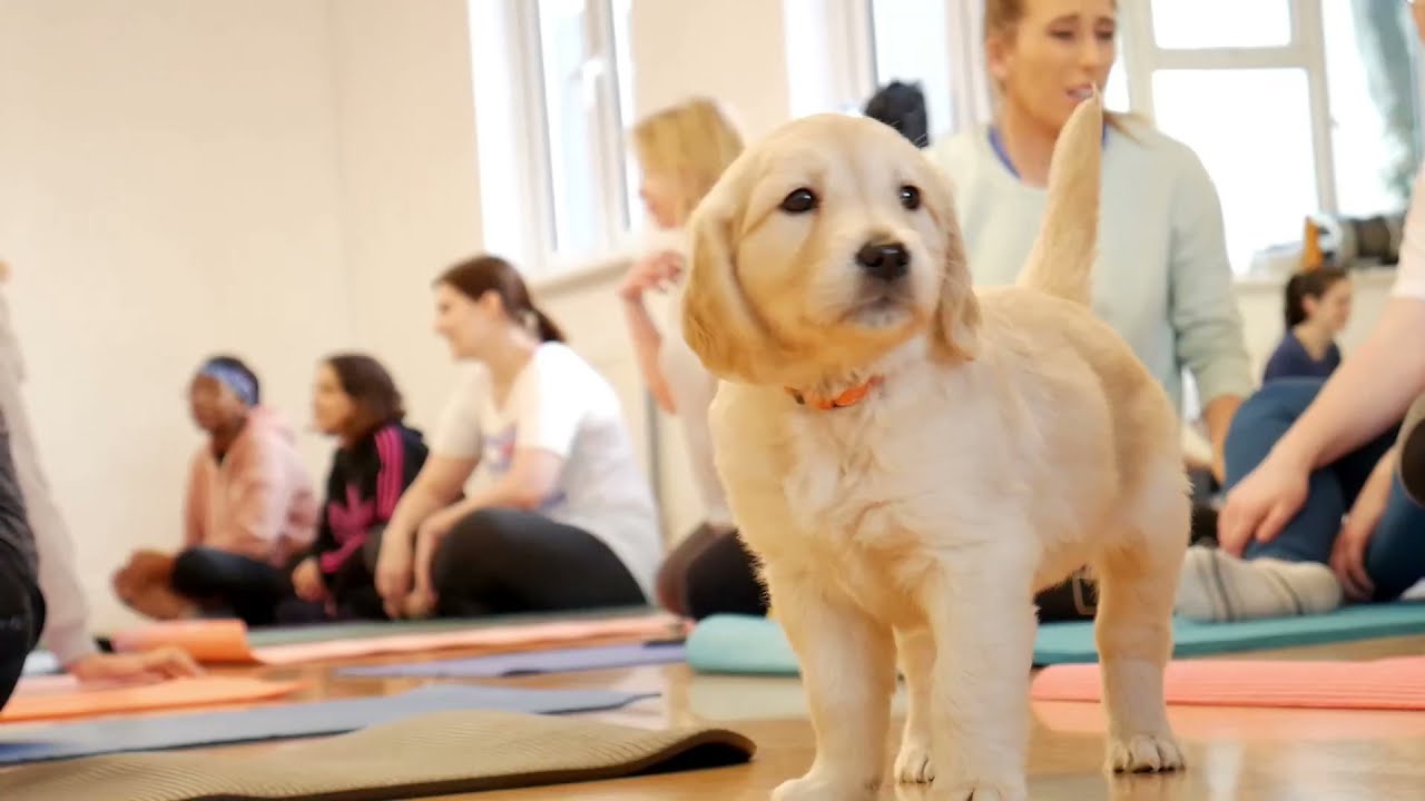 Puppy Yoga Classes | Pets Yoga London | Labrador Retrievers Puppies ...
