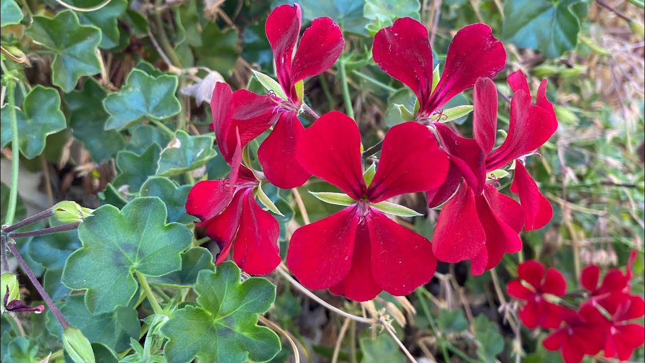 GPS - Ep. 32 - YouTube