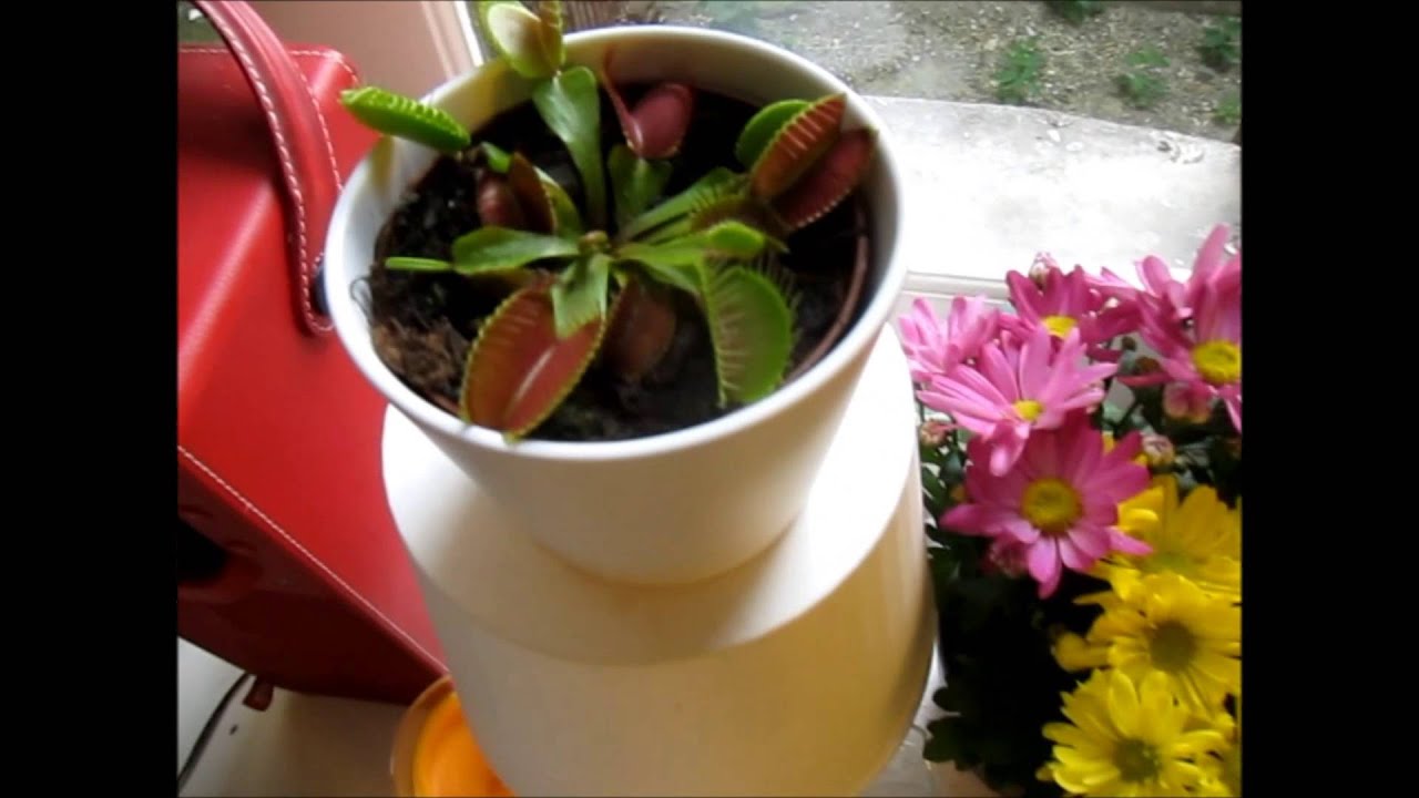 Meat-eating monster flower - YouTube