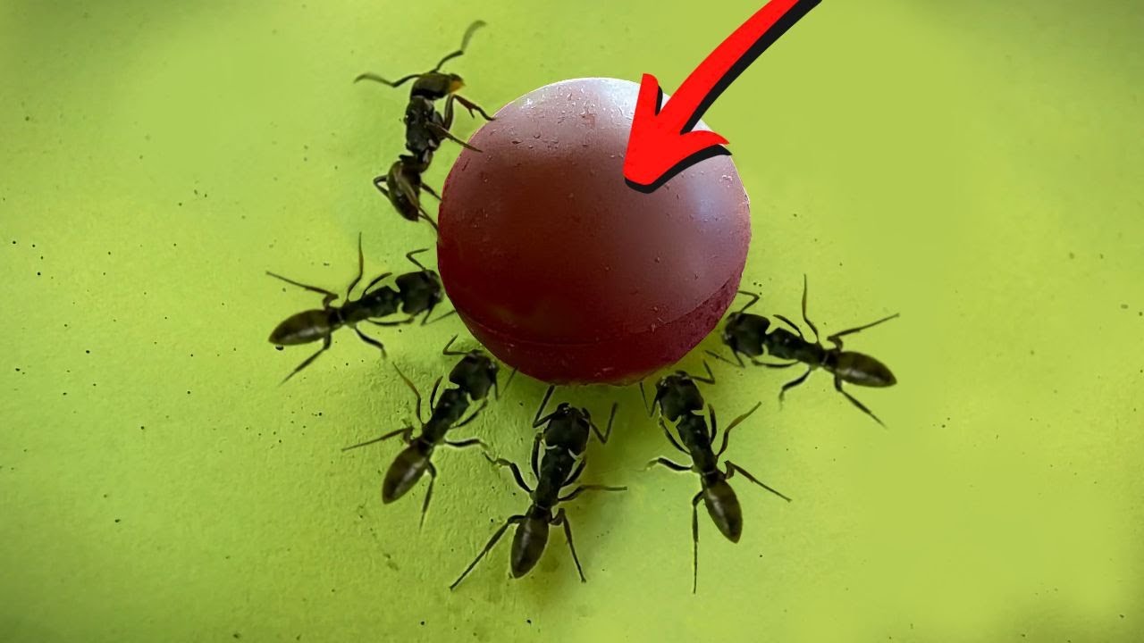Ants Going Crazy over a Chocolate Ball! (ANTS vs Chocolate) - YouTube