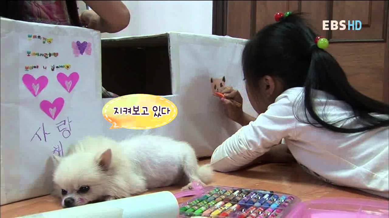 동물일기 - Animal diary_36화_소중한 내 친구 동물일기_연수네_#002 - YouTube