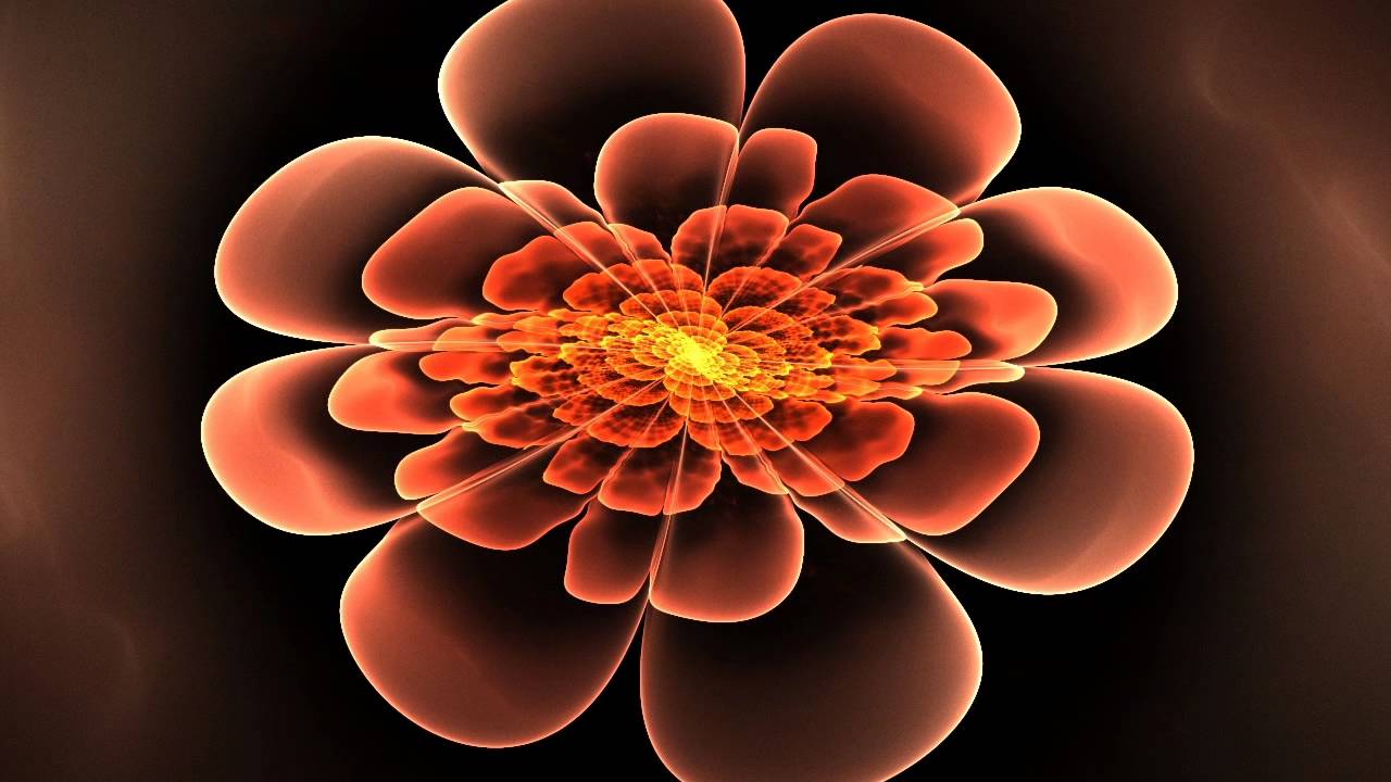 Fractal Flower spin animation - Apophysis Tutorial - YouTube