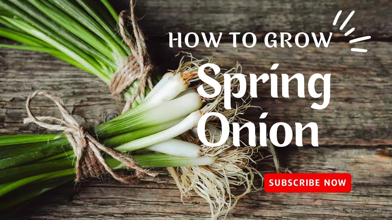 How to grow Spring Onion at home | Malayalam | Kerala - YouTube