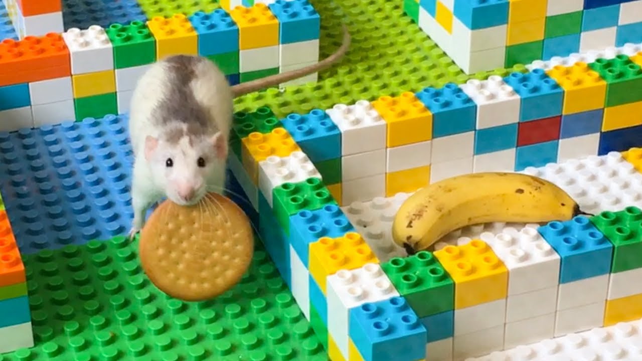 Two Rats Running in Giant Lego Maze Making From Lego Duplo - YouTube
