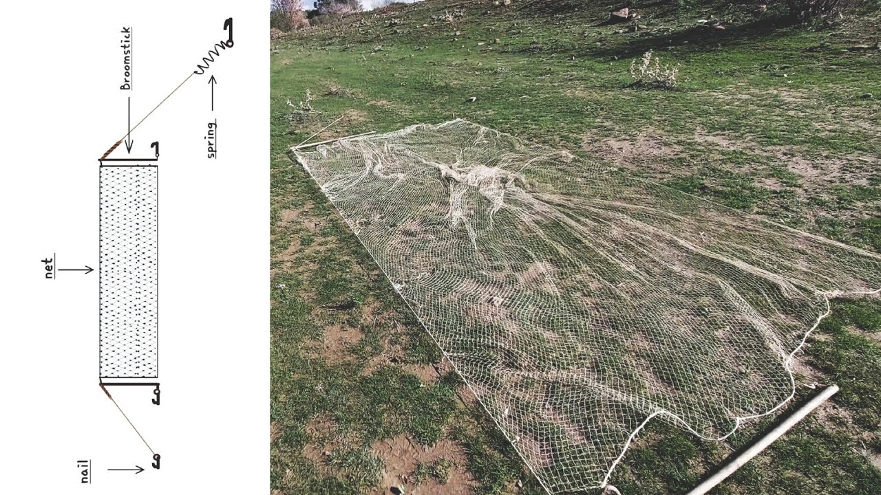 How to set a ground net trap to catch birds / semi - automatic - YouTube