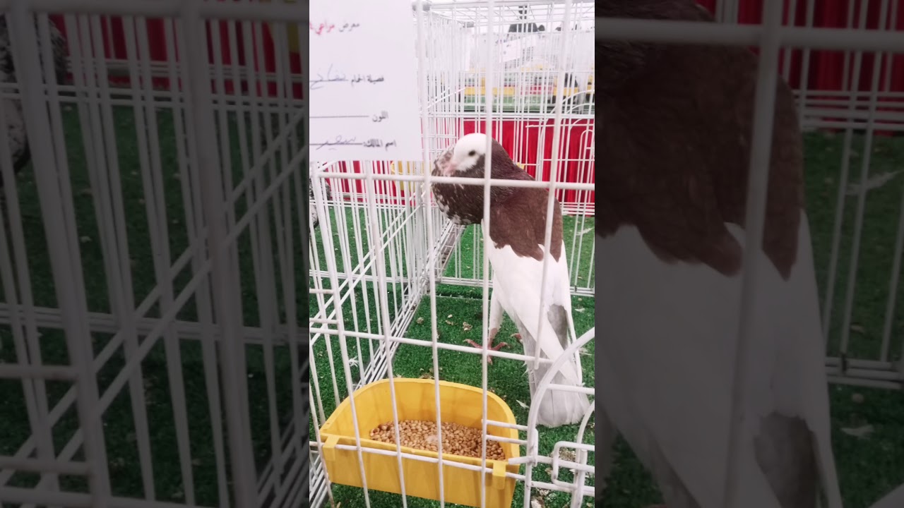 Bahrain Birds Show - YouTube