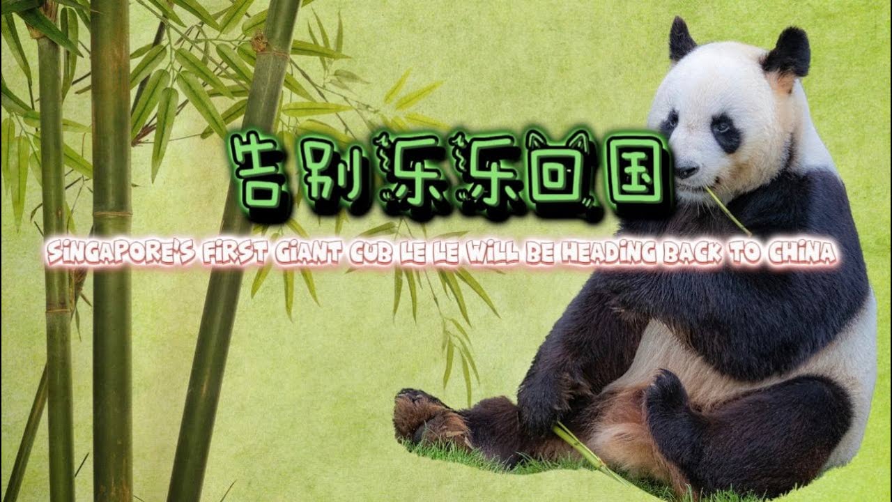 Pavilion Capital 大熊猫森林在 River Wonders 展出 there's 6000 animals belonging ...