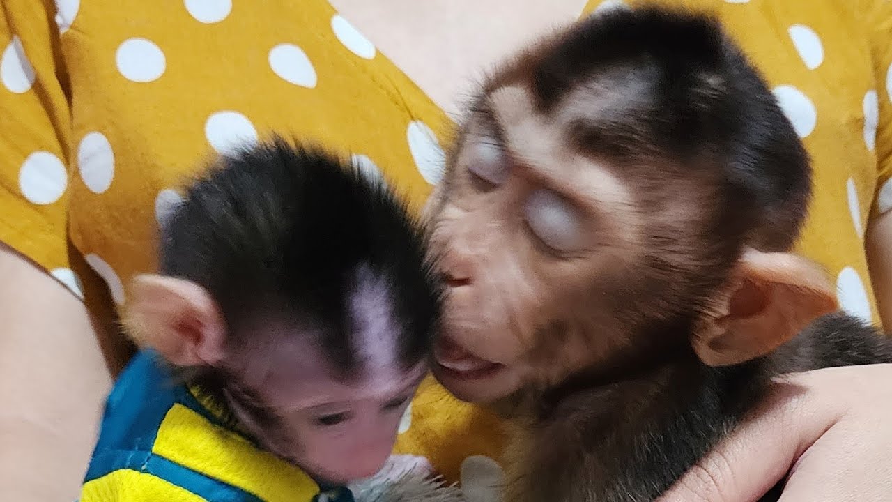 Newborn Baby Monkey Chico and Baby Monkey Chibo Morning together - YouTube