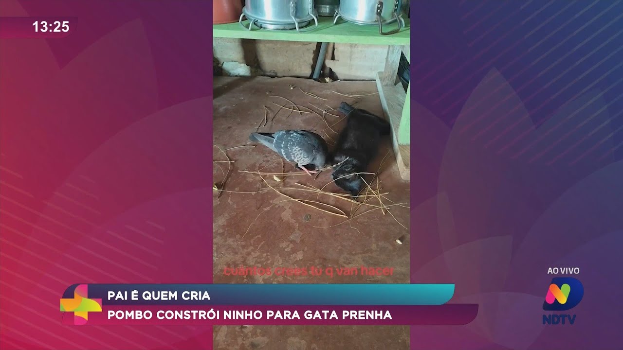 Pombo constrói ninho para gata prenha e comove moradores - YouTube