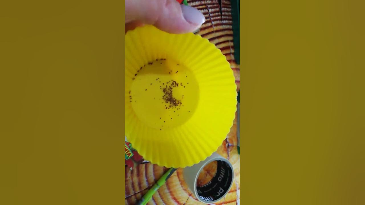 Посеила землянику Белтран, Сладкоежка, Рюген и Али-Баба - YouTube